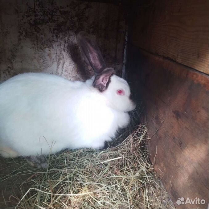 Калифорнийские кролики