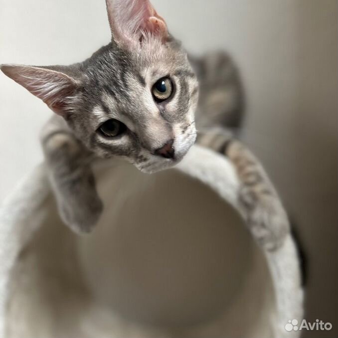 Ласковый красивый дымчатый мальчик ищет дом