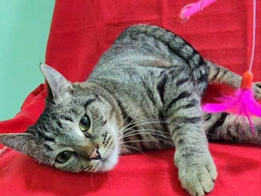 Полосатый котенок ищет дом