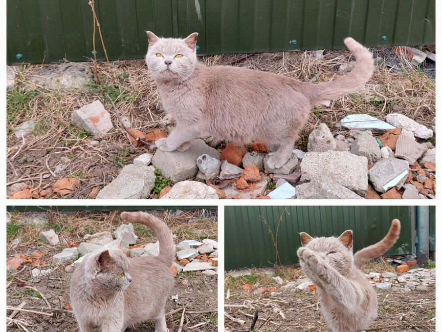 Отдаём кошку