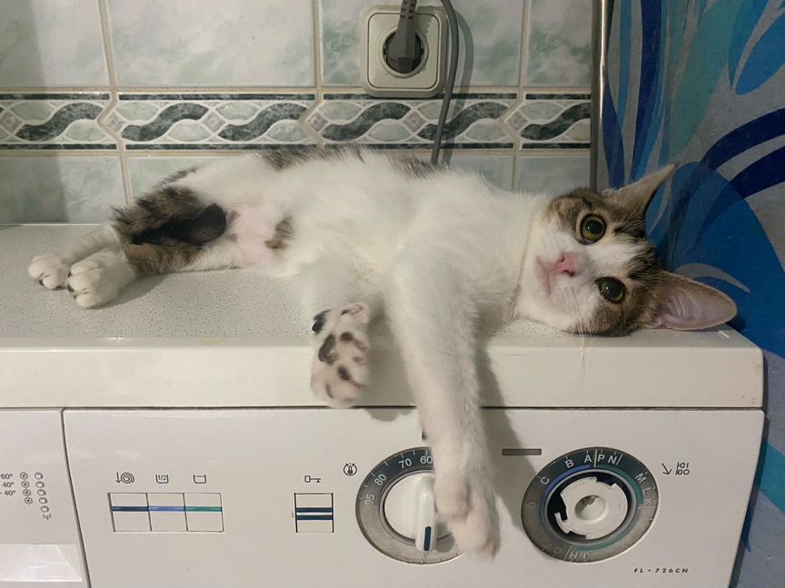 Котята бесплатно