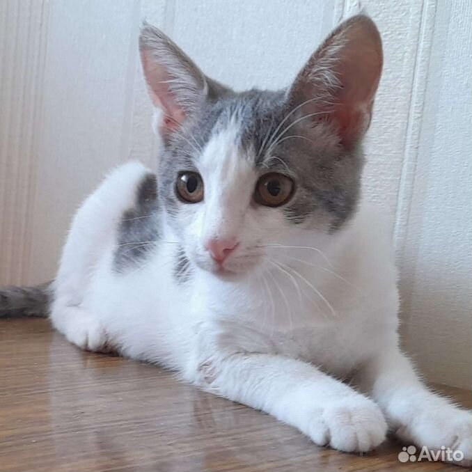 Кошечка маленькая леди в добрые руки