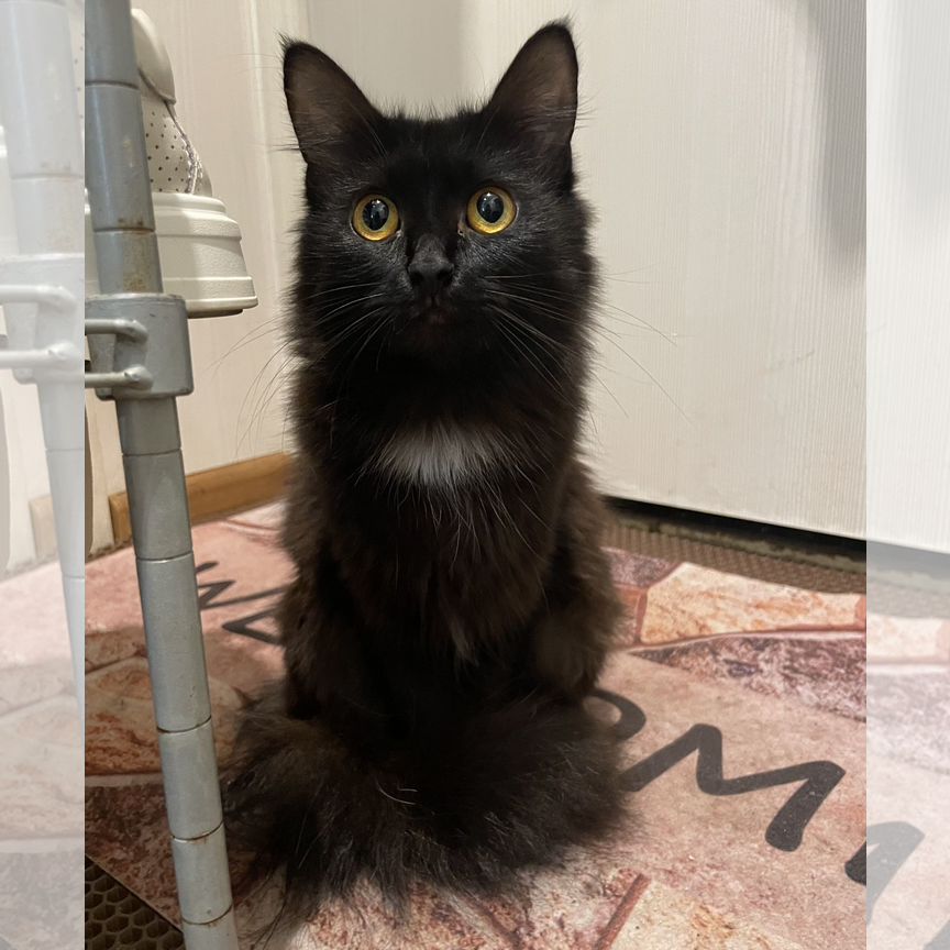 Отдам в добрые руки маленькую сибирскую кошечку