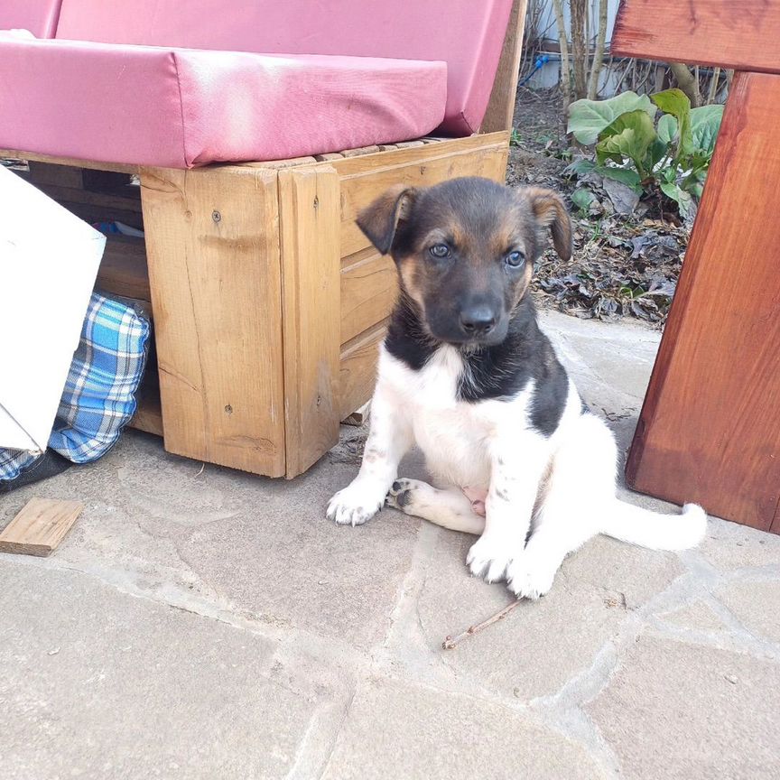 Щенок мальчик 1 мес