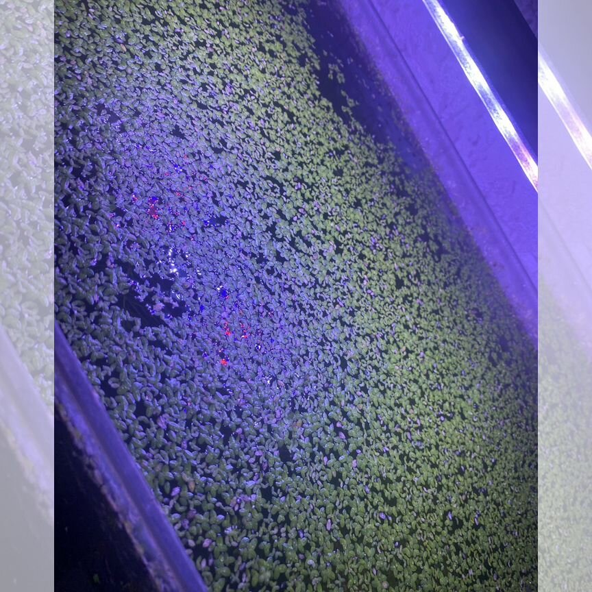 Ряска для аквариума