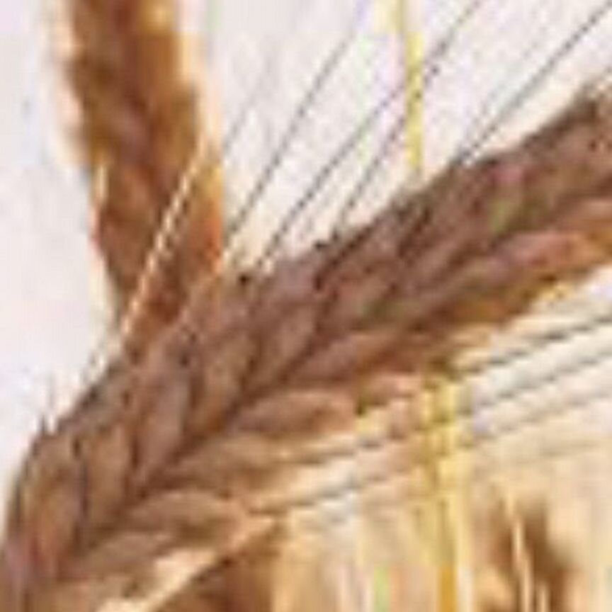 Пшеница, лен, горох, ячмень