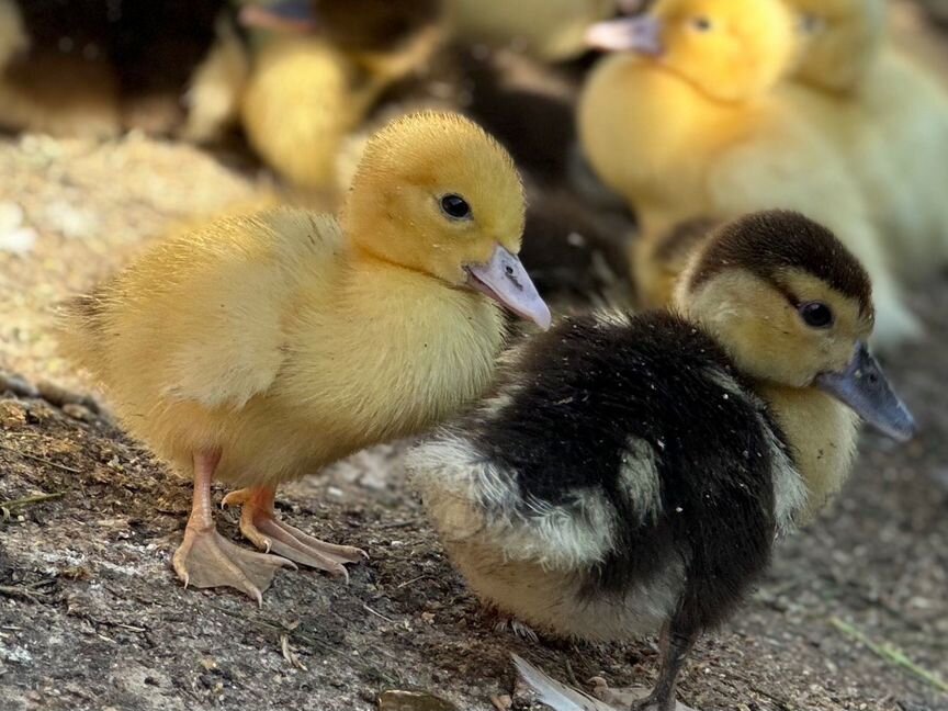 Утята шипуны