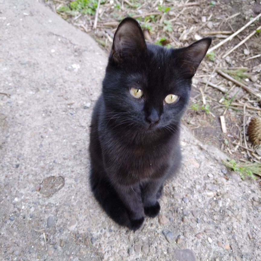Черный котенок