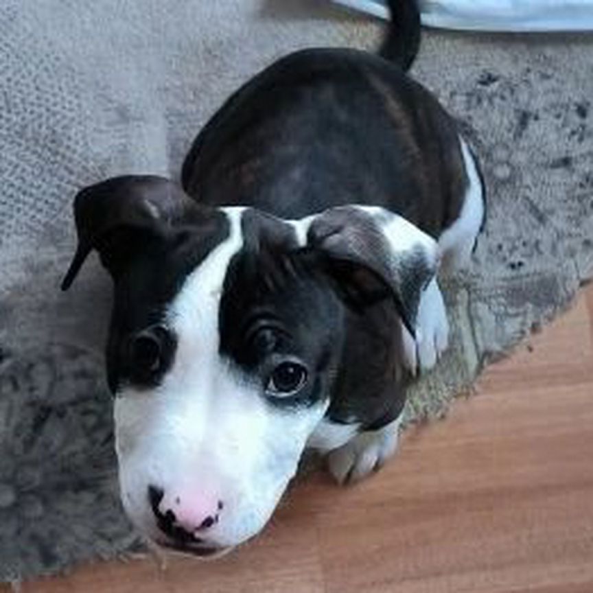 Стаффордширский бультерьер, щенок