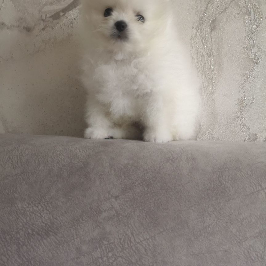 Белый померанский шпиц мальчик