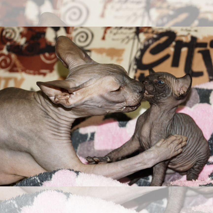 Донской сфинкс котёнок