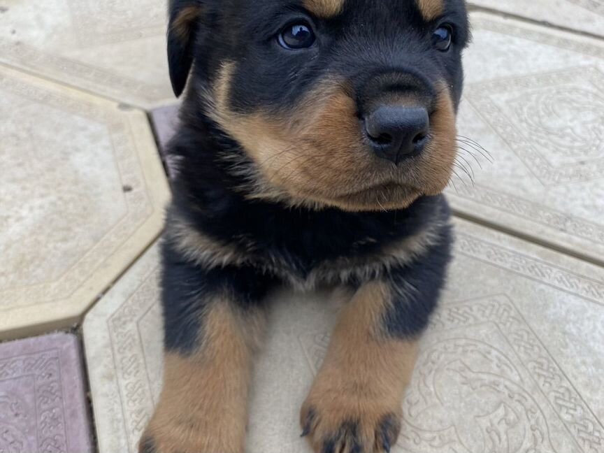 Щенки ротвейлера