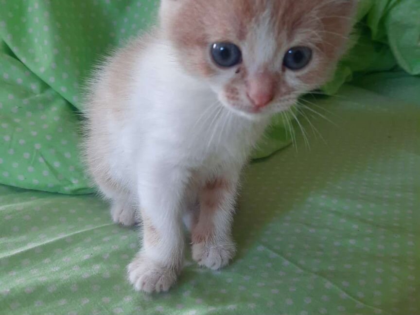 Котята