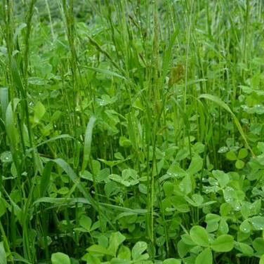 Травосмесь люцерно-злаковая