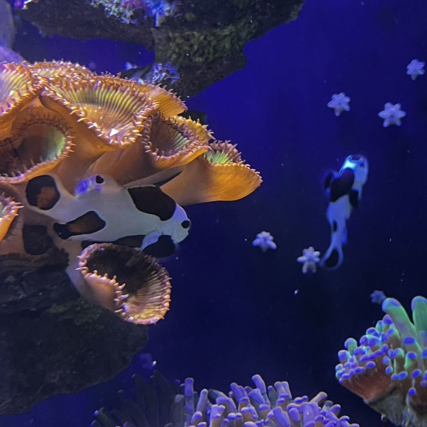 Морская рыба