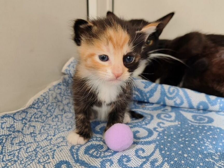 Котенок девочка в добрые руки