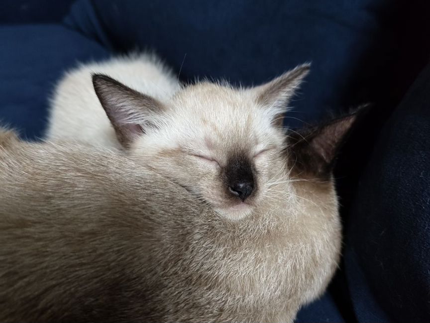 Тайский котенок (мальчик 1.5 мес)