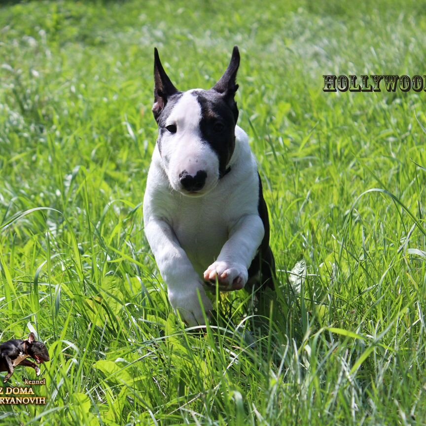 Миниатюрный бультерьер щенки