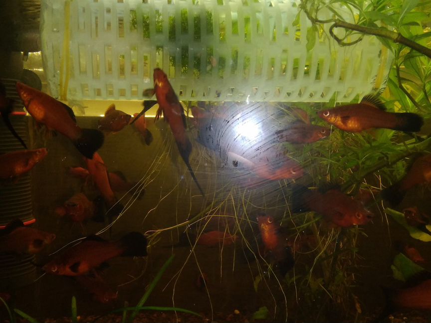 Берлинец Меченосец