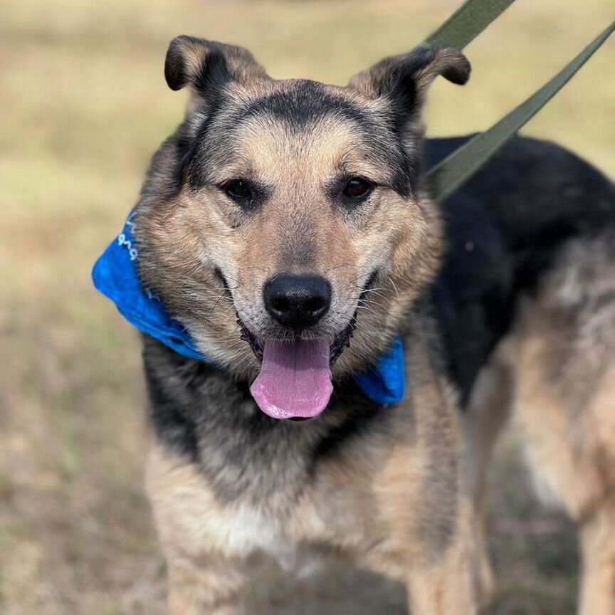 Простой, но дружелюбный пёс надеется найти дом