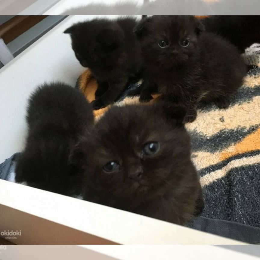 Шотландский вислоухий короткошёрстный котёнок