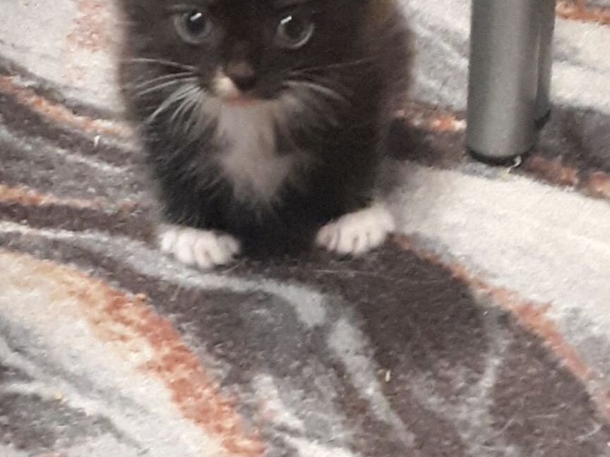 Кошка