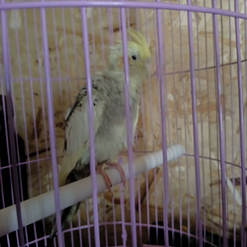 Попугай корелла с клеткой