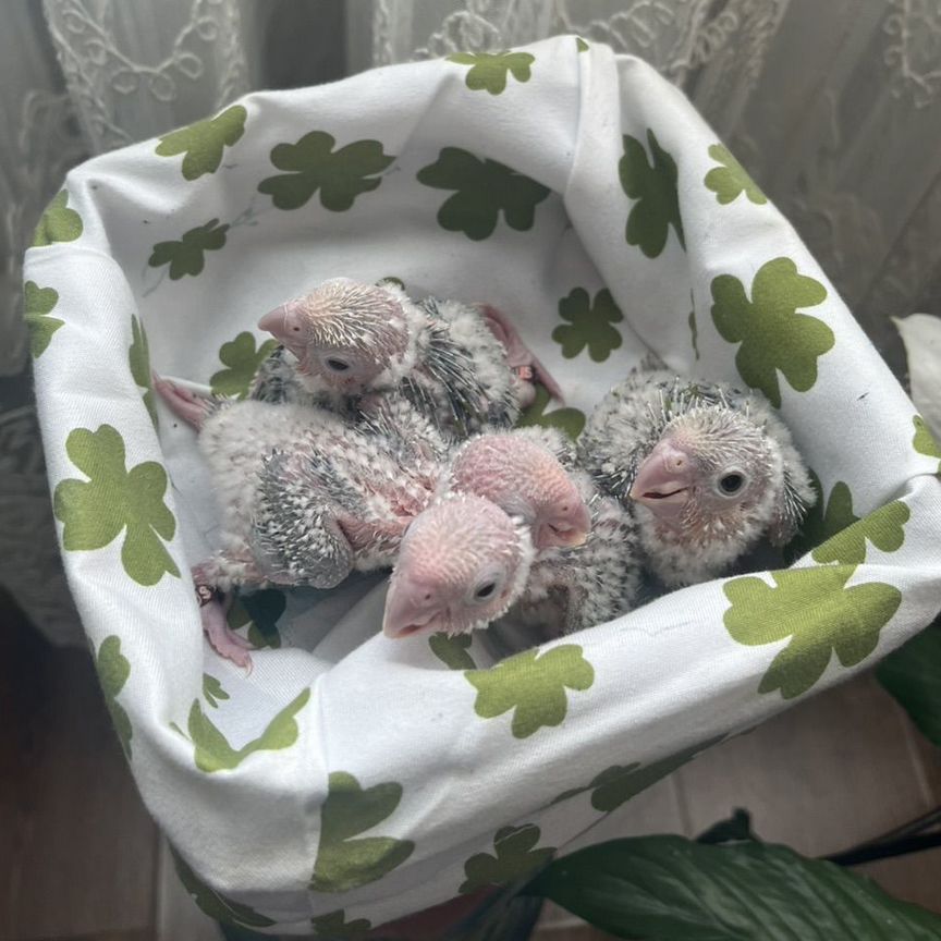 Попугай выкормыш пиррура