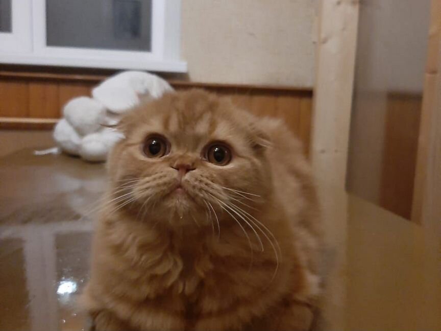 Кот вислоухий шотландский фолд