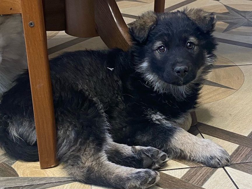 Отдам бесплатно щенят