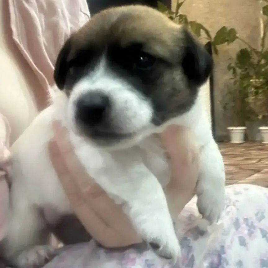 Джек-рассел-терьер, щенок