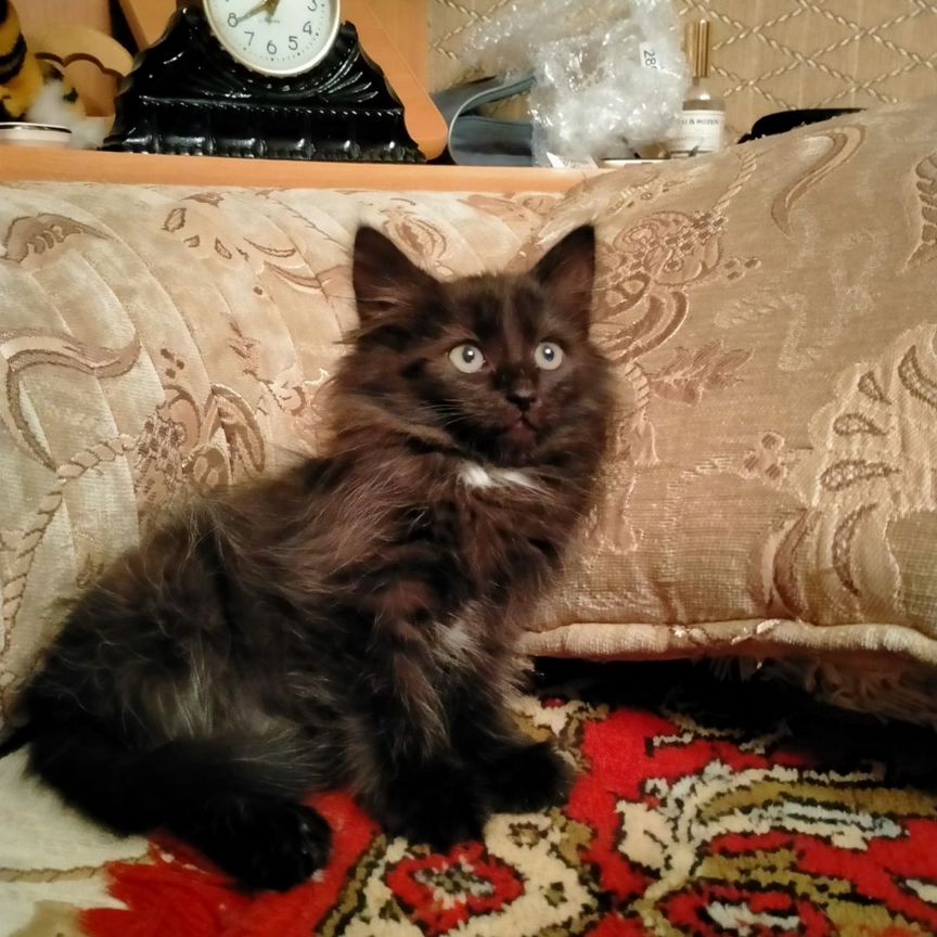 Котята в добрые руки бесплатно