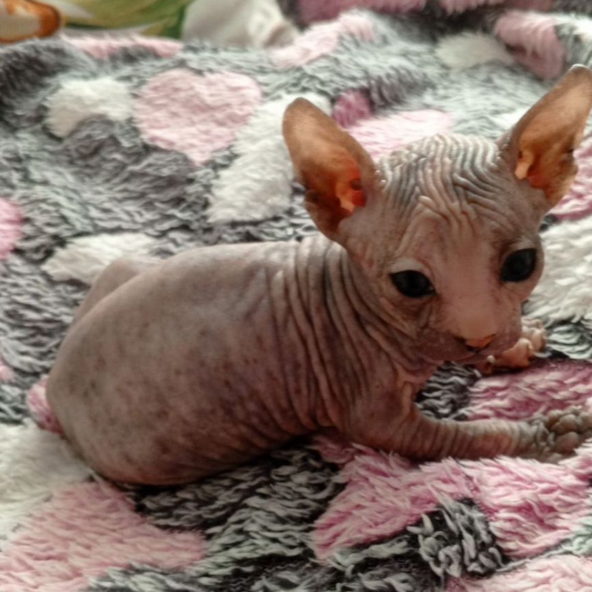 Донской сфинкс котёнок