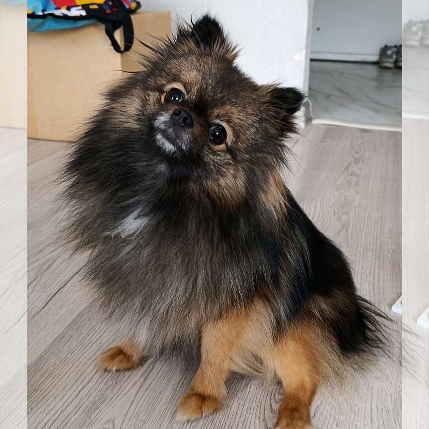 Померанский шпиц, взрослая собака