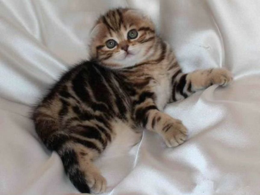 Яркая мраморная кошечка