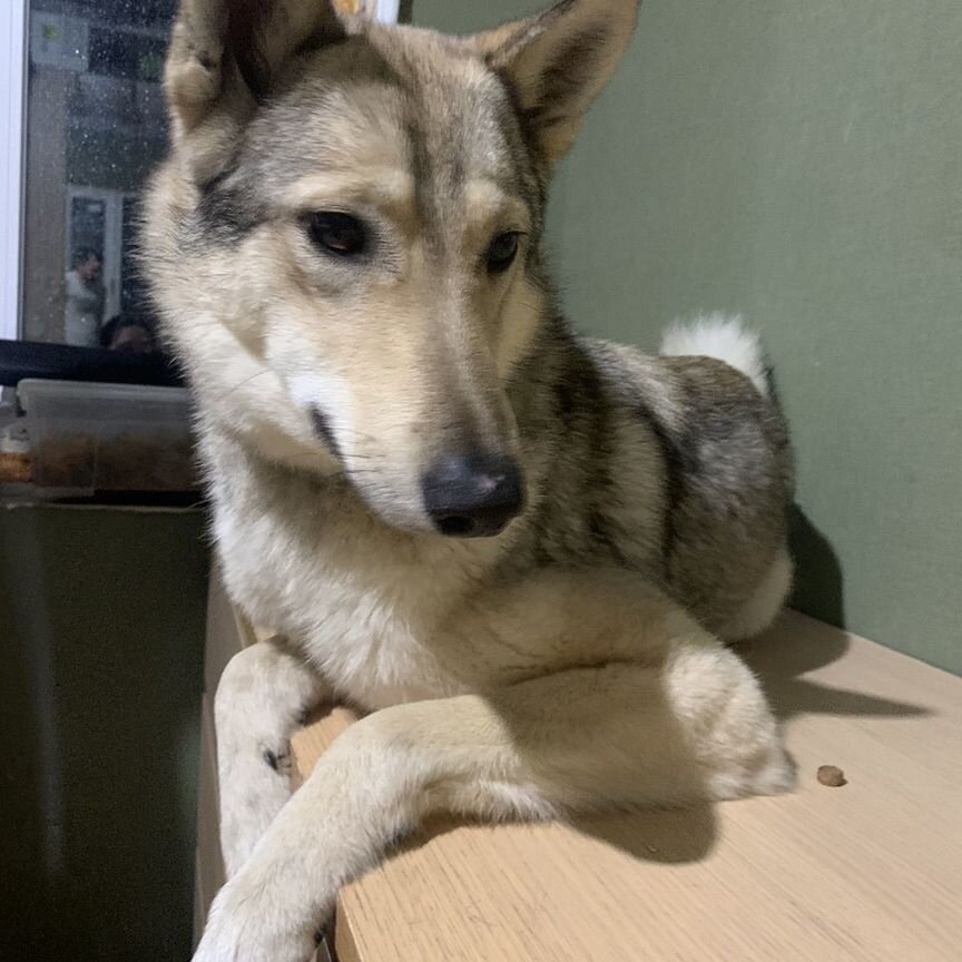 Лаечка "Мини волк"