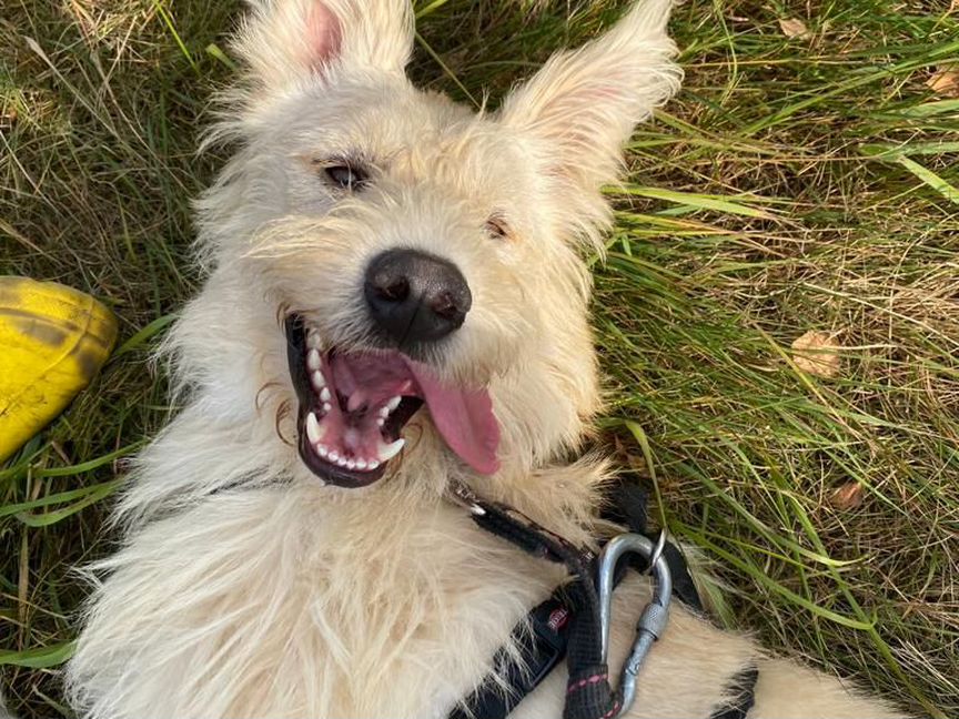 Маленькая собака в добрые руки