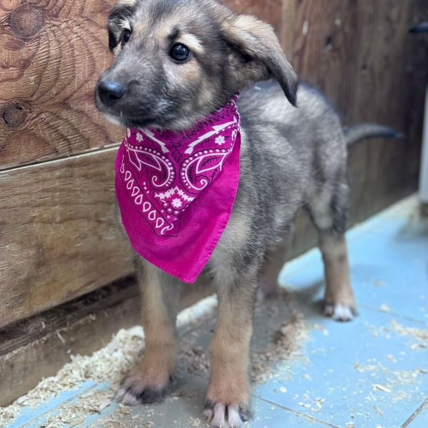 Искорка,заберите малышку домой.Щенок в дар