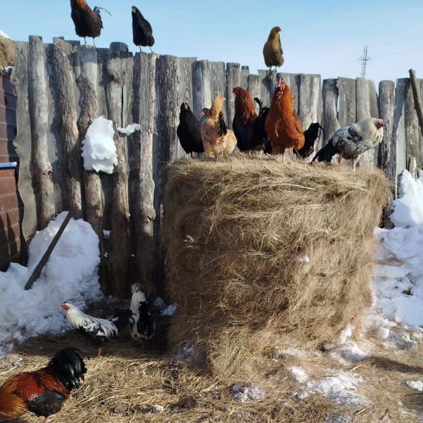 Продам петухов