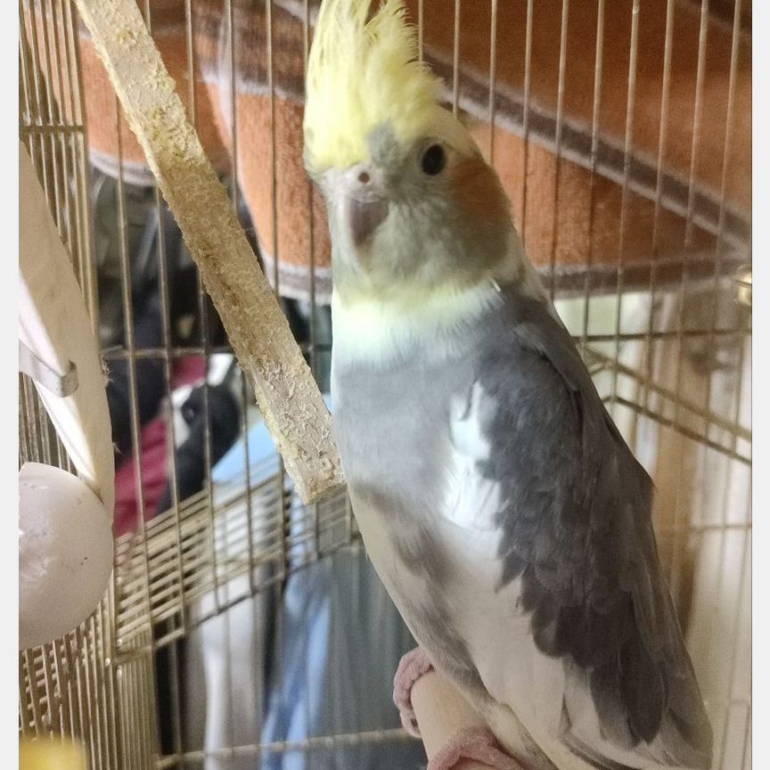 Попугай корелла с клеткой мальчик