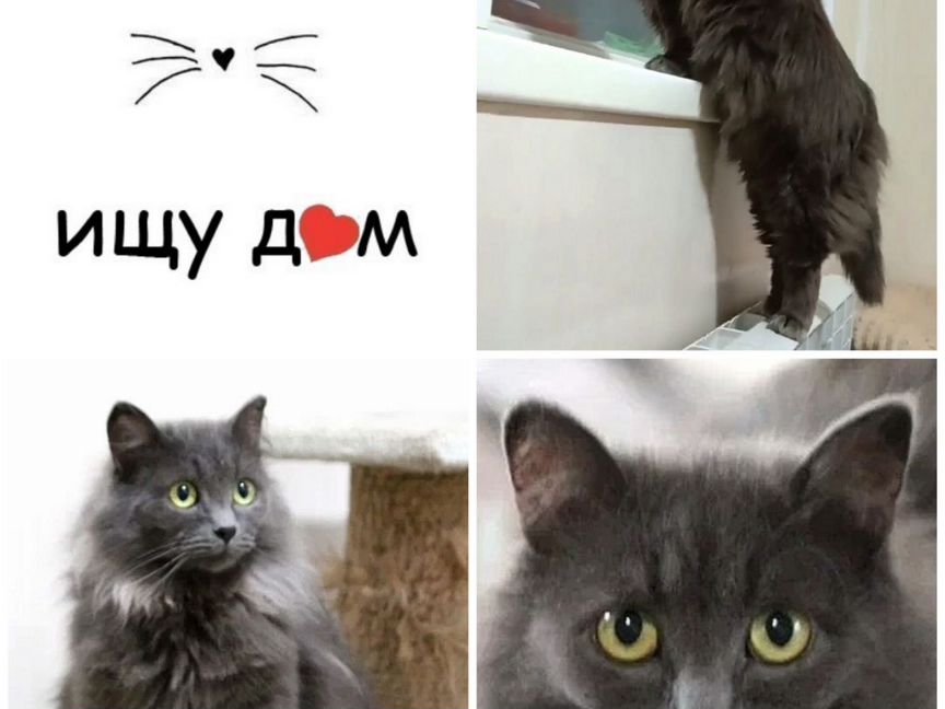 Кот Дымок в поисках дома