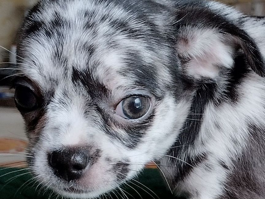 Чиходевочка голубой мерле