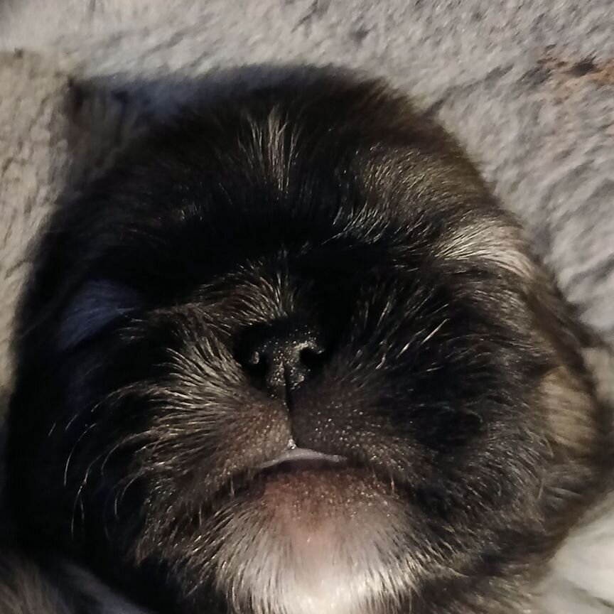 Пекинес, щенок