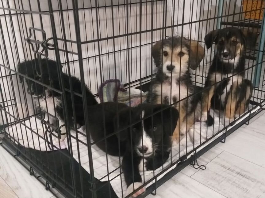 Два мальчика и две девочки. Умняшки и чистюли