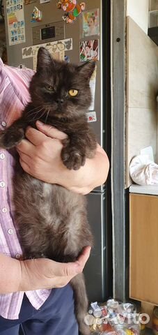 Кот бесплатно