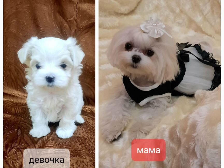 Мальтийская болонка мини