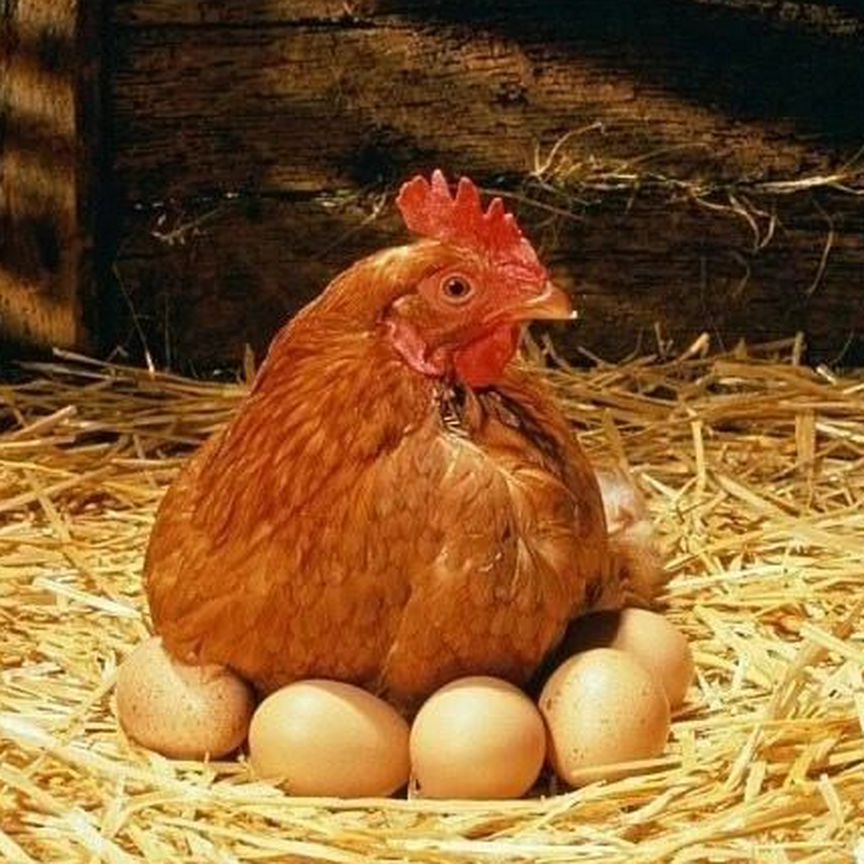 Куры несушки с доставкой