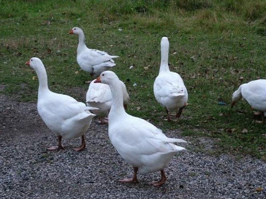 Гуси, семья, Линда