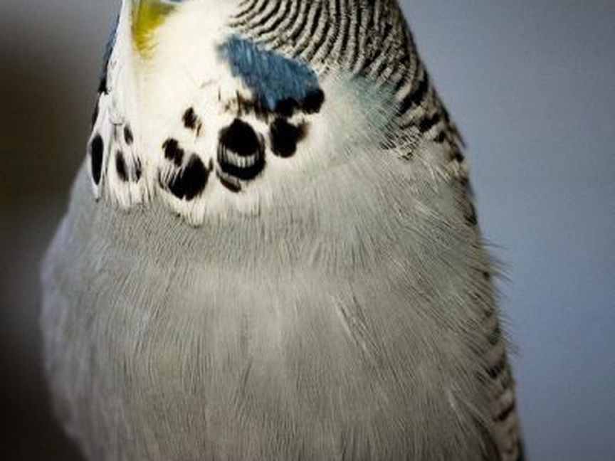 Продам выкормыша попугая