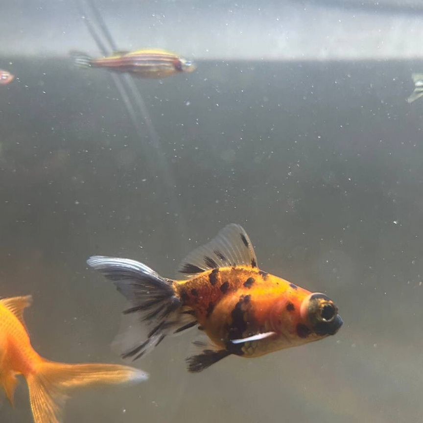 Рыба телескоп аквариумная